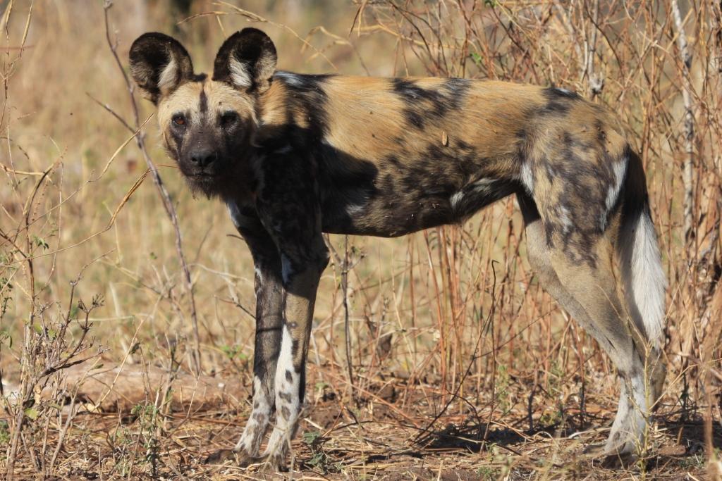 Lycaon – Objectif Animaux
