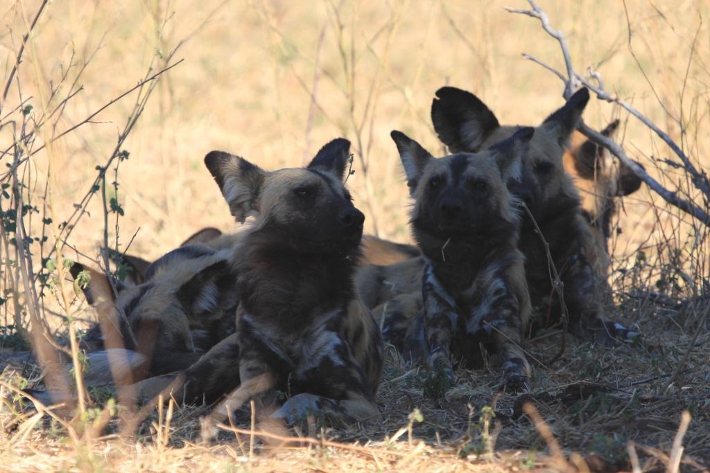 Lycaon – Objectif Animaux