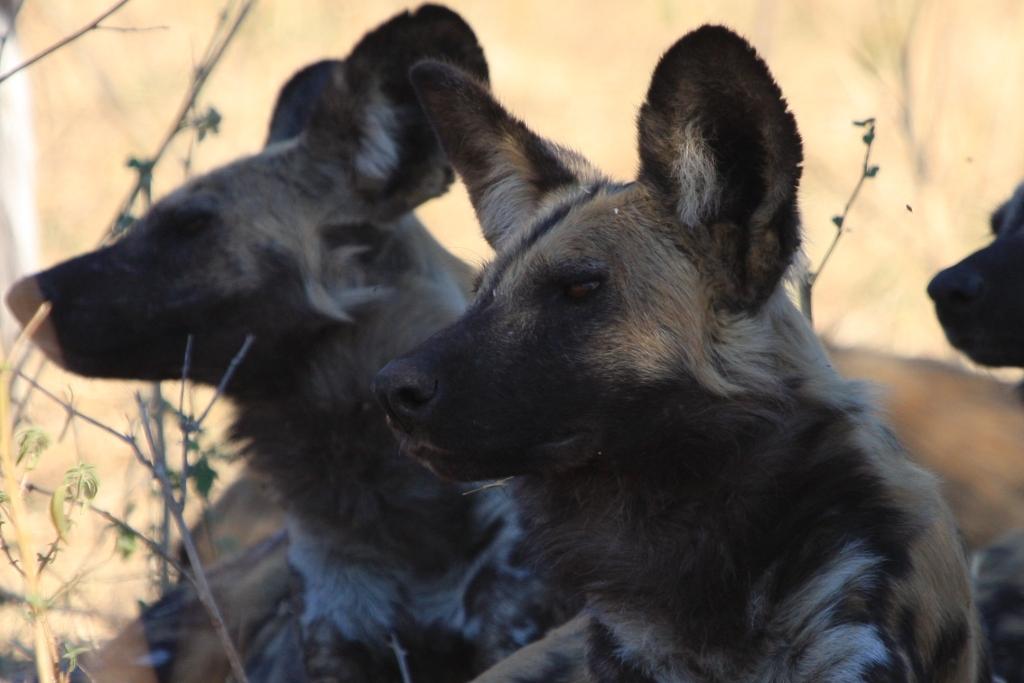 Lycaon – Objectif Animaux