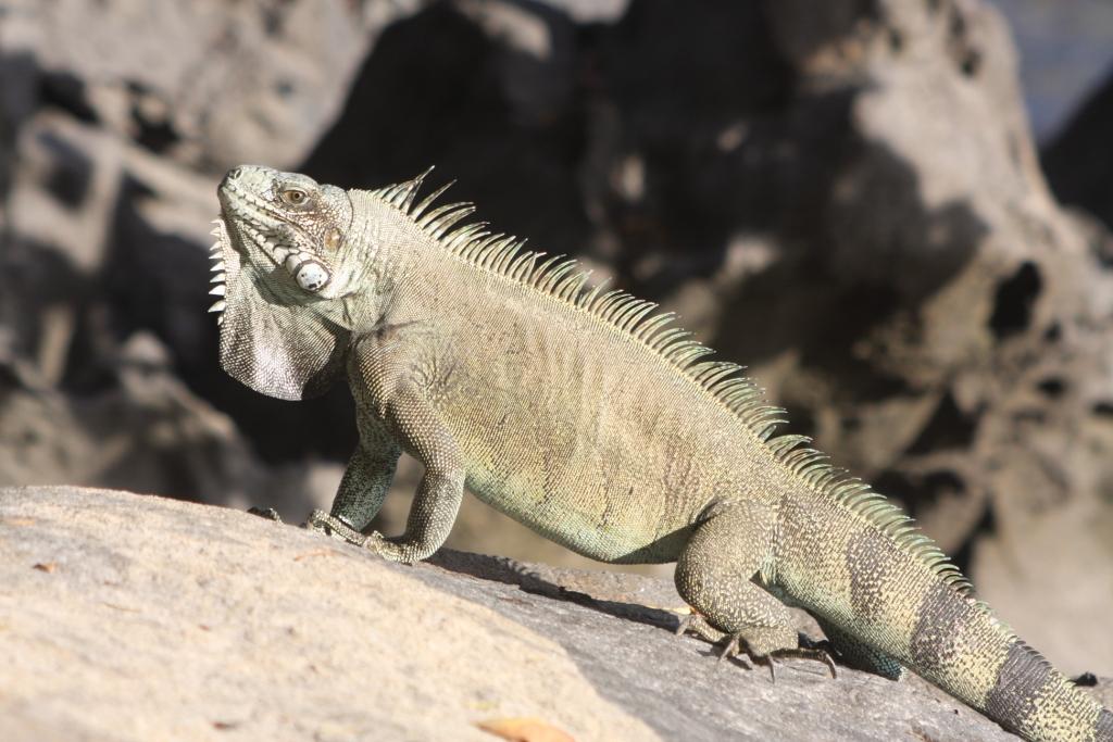 Voir l’Iguane commun – Objectif Animaux