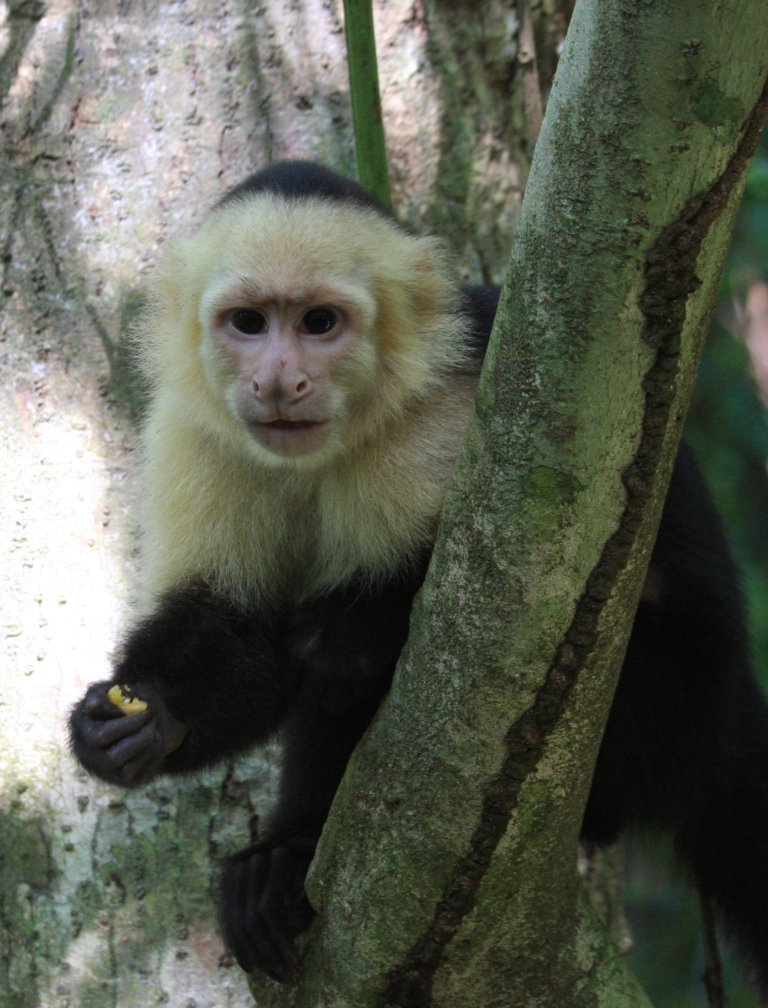 Capucin à face blanche – Objectif Animaux