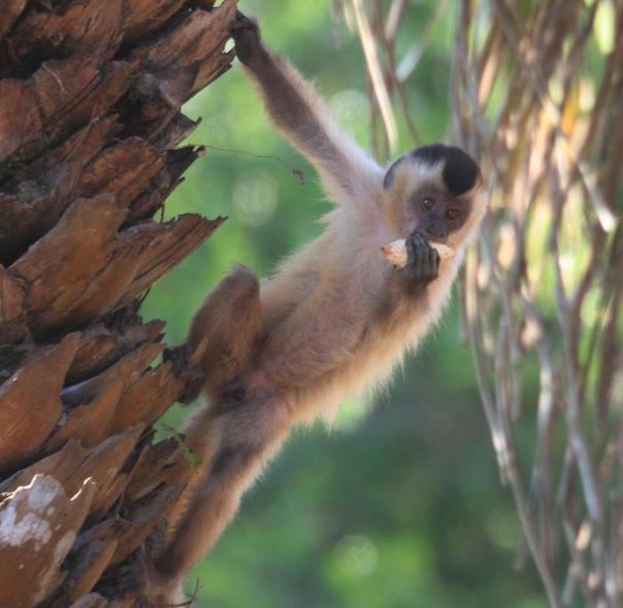 Sapajou du Paraguay – Objectif Animaux