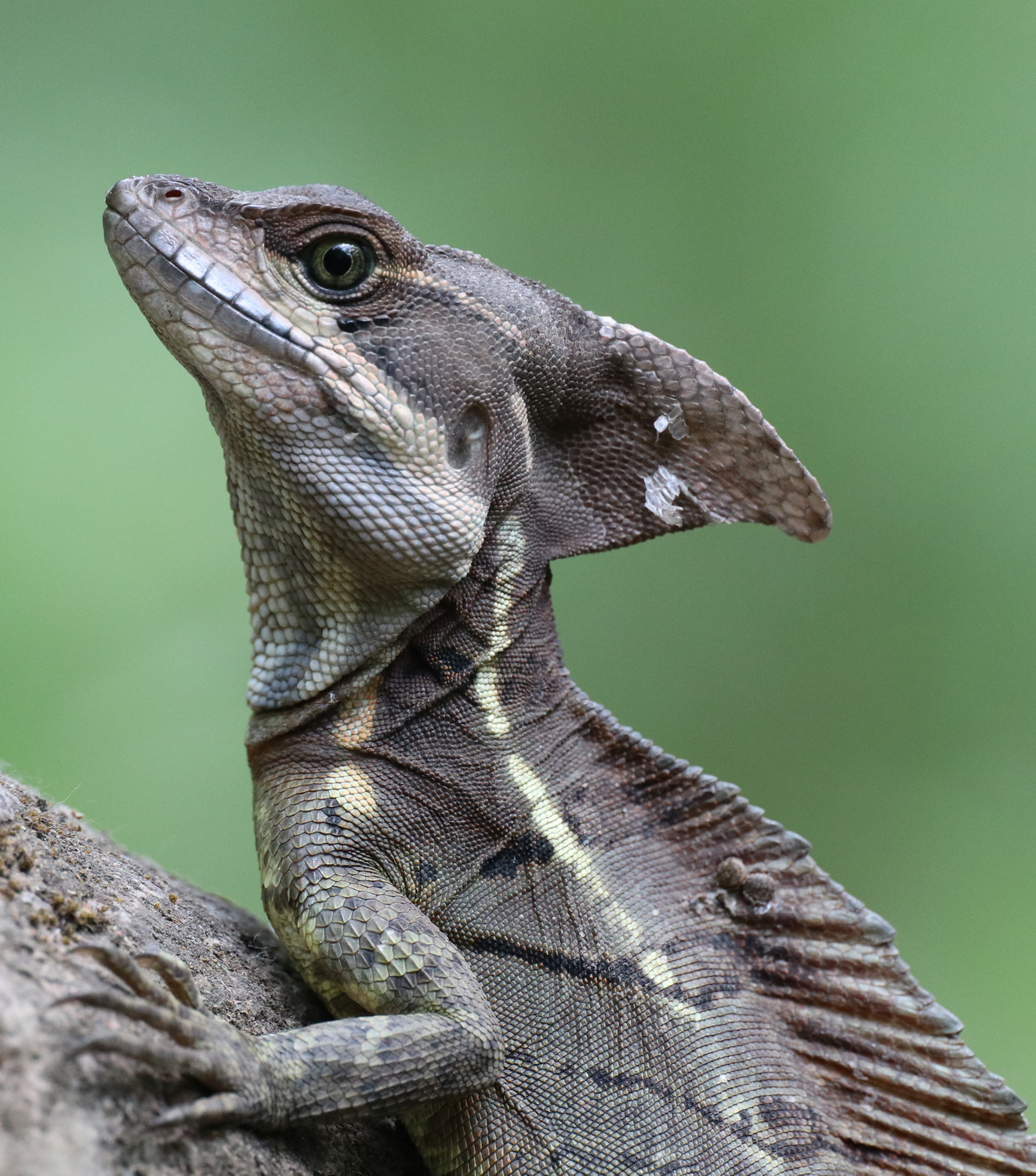 Voir le basilic commun – Objectif Animaux