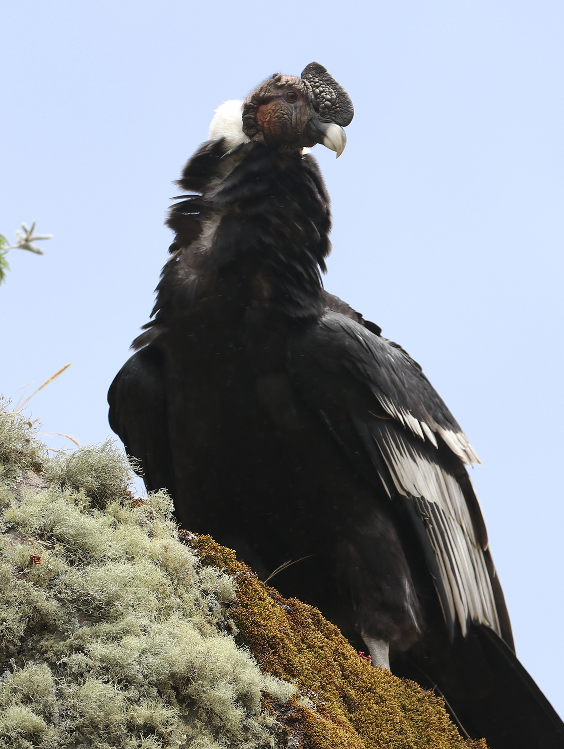 Voir le Condor des Andes – Objectif Animaux