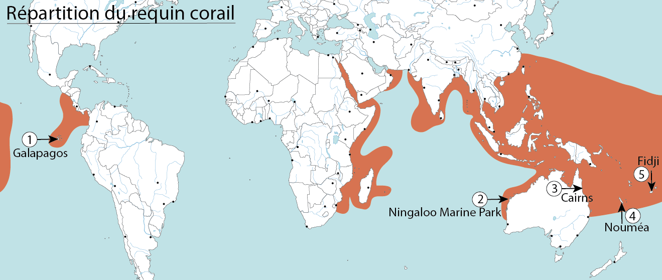 Voir le requin corail – Objectif Animaux