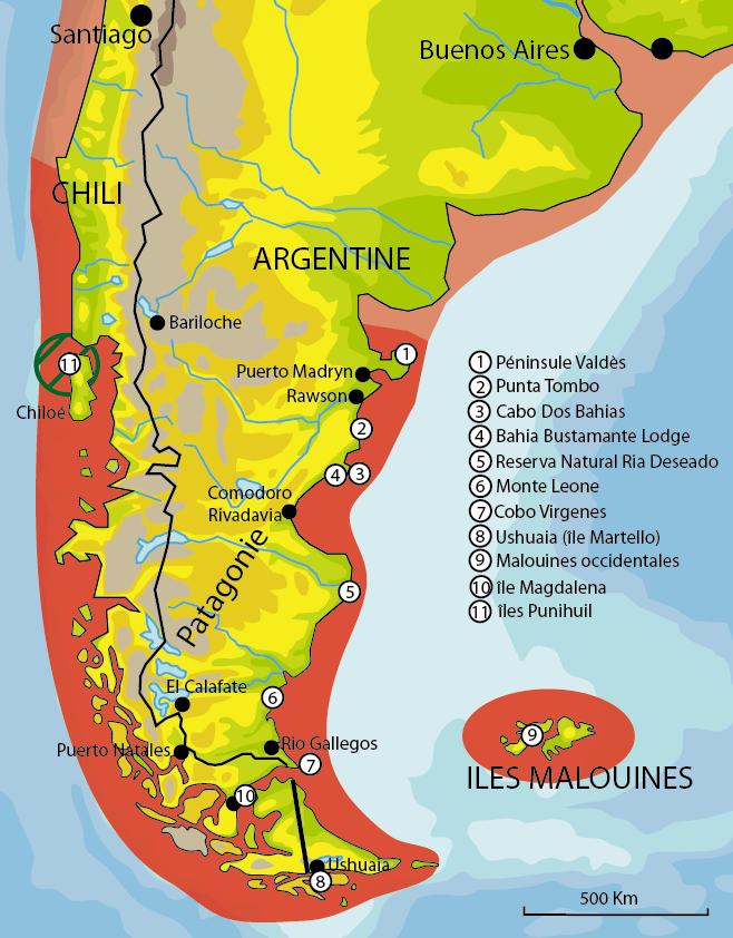 Voir le manchot de Magellan – Objectif Animaux